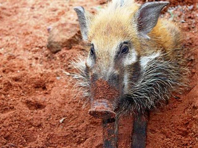 Leeupoort: Die Bosveld Bosvark | Leeupoort